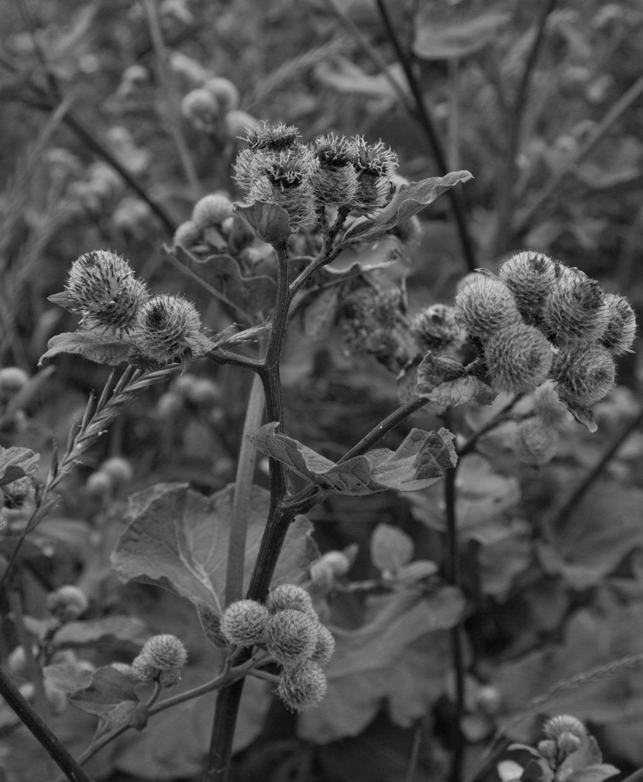 Velcro : l’histoire fascinante de la fixation inspirée par la nature ...